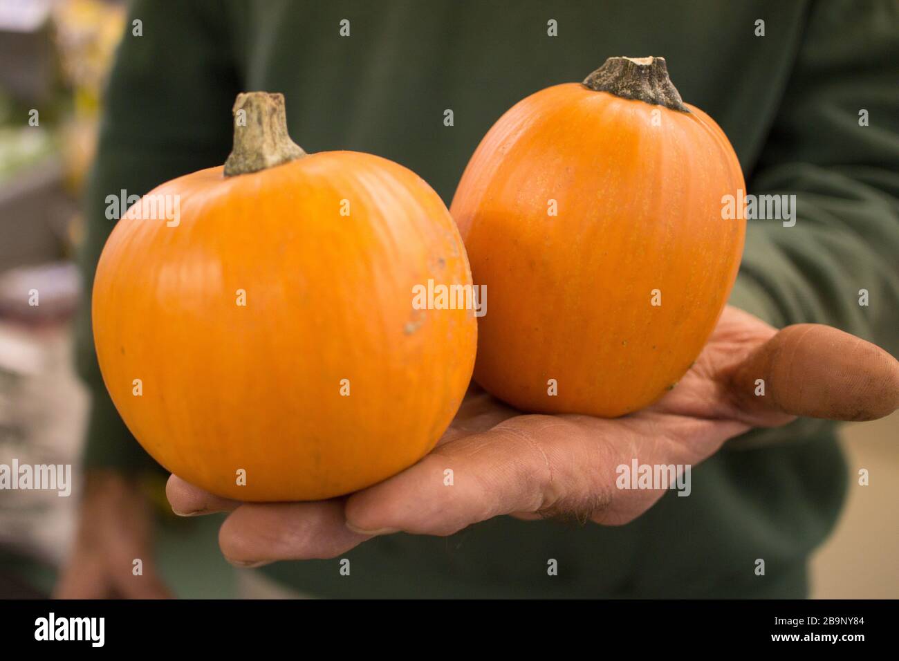 A pair of miniature pumpkins - we b little - on the palm of a ...