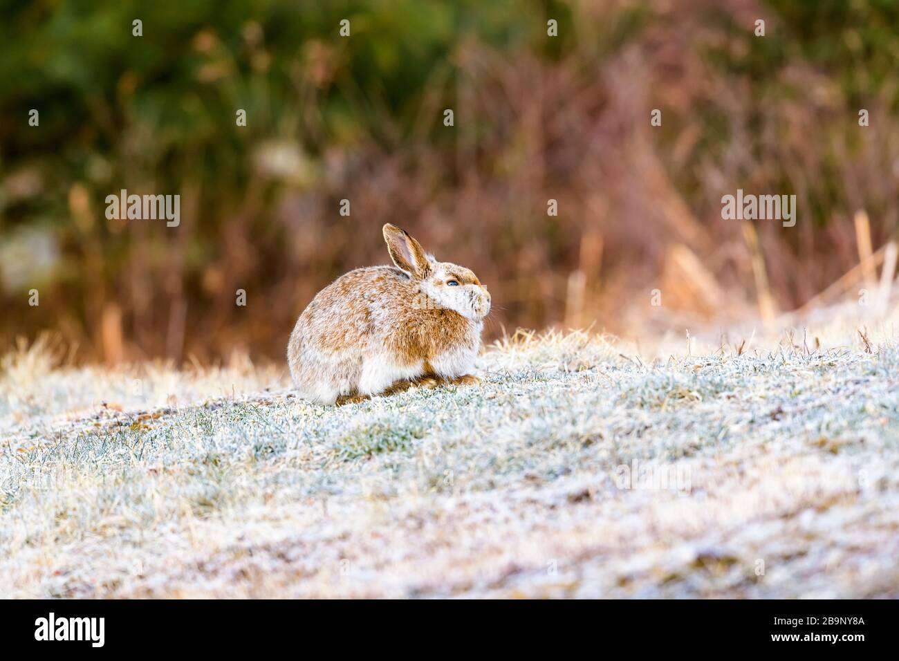 Snowshoe Hare (Lepus americanus) with transitional coat between winter ...