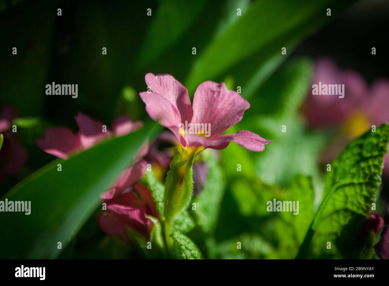 Primula vulgaris in the garden, beautiful springtime Stock Photo - Alamy