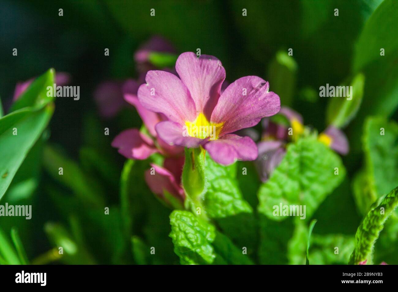 Primula vulgaris in the garden, beautiful springtime Stock Photo - Alamy