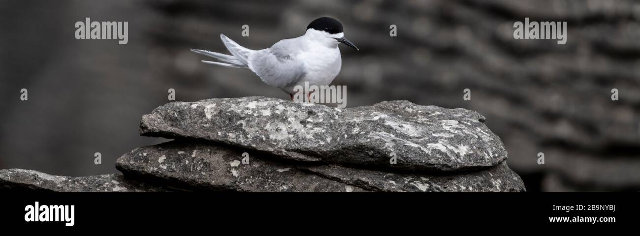 Active tern of the white-fronted tern colony at Pancake rocks, New ...