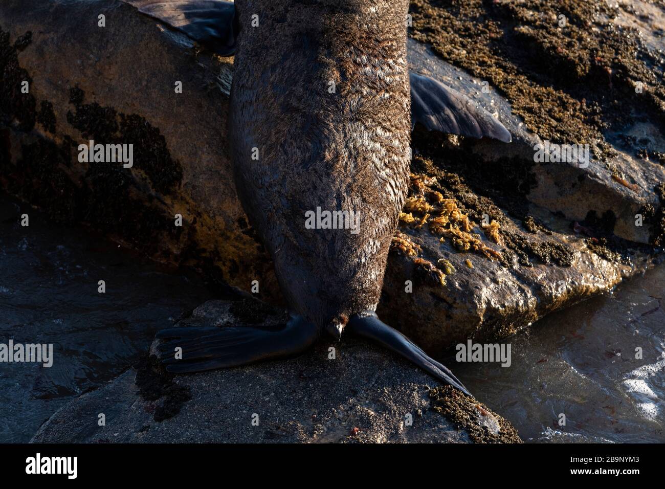 Long flippers hi-res stock photography and images - Alamy