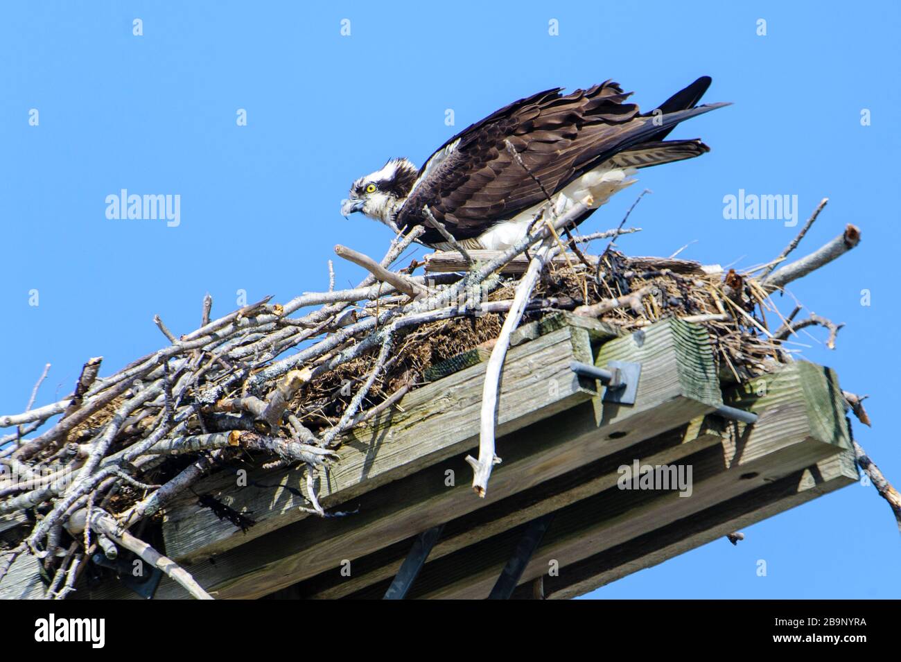 An Osprey (Pandion haliaetus) sittiing on a nest, Hydro power station ...