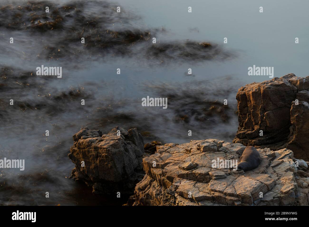 New Zealand fur seal sleeping during a sunny sunrise at Shag Point, New ...