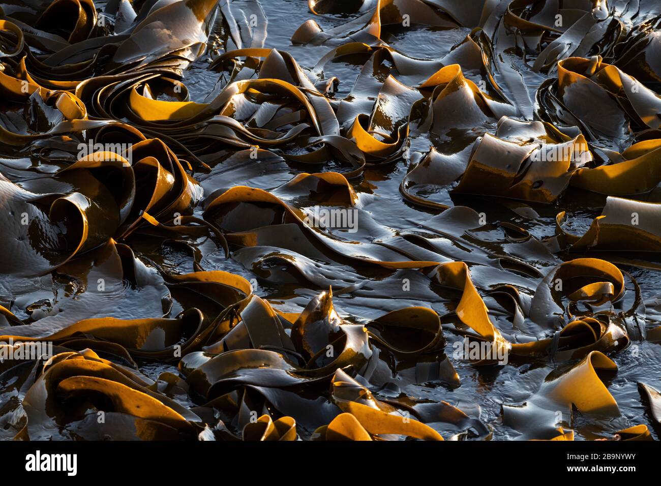 New Zealand kelp floating on the sea water at Shag Point, New Zealand ...