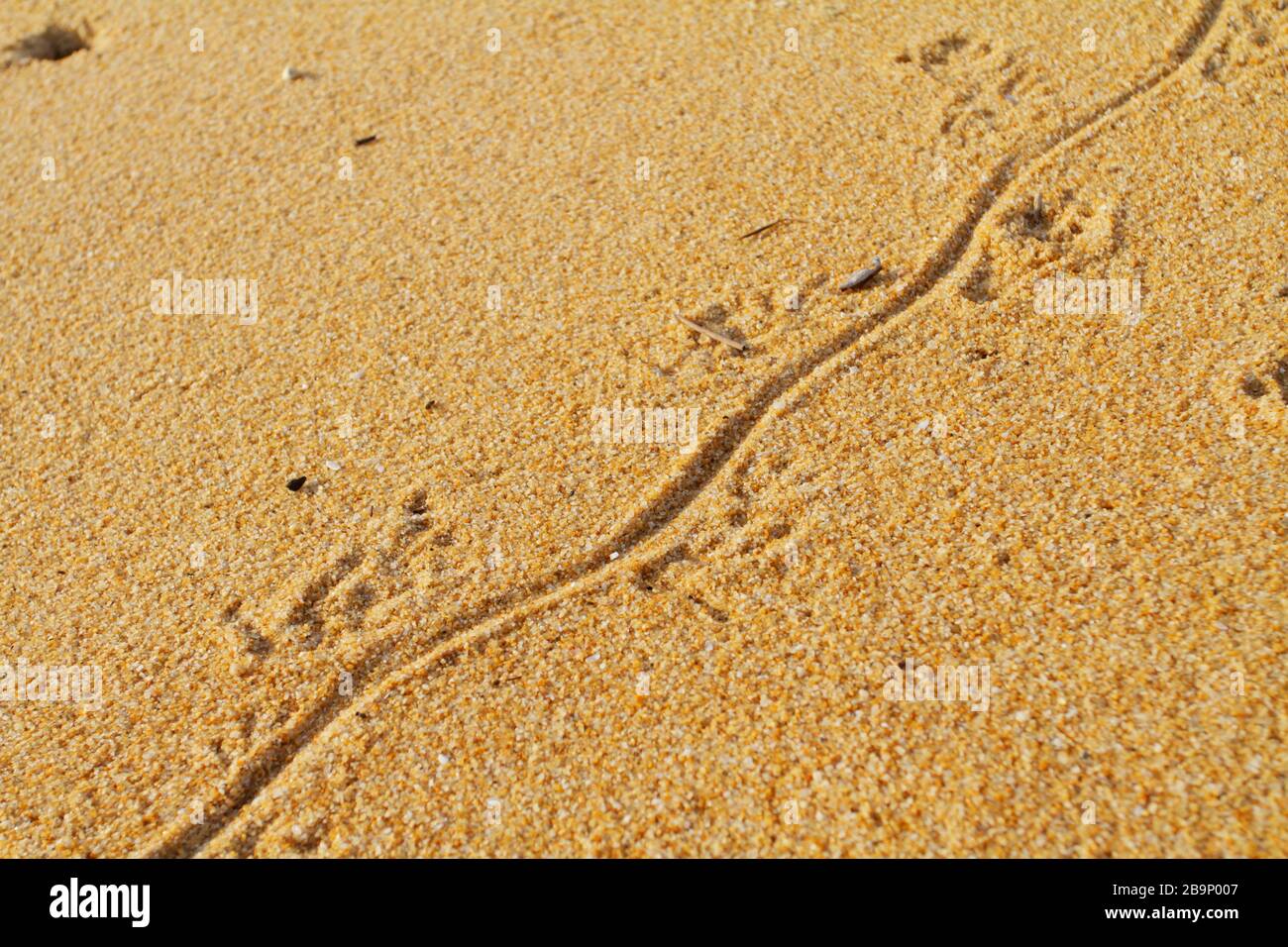 Track on the beach hi-res stock photography and images - Alamy