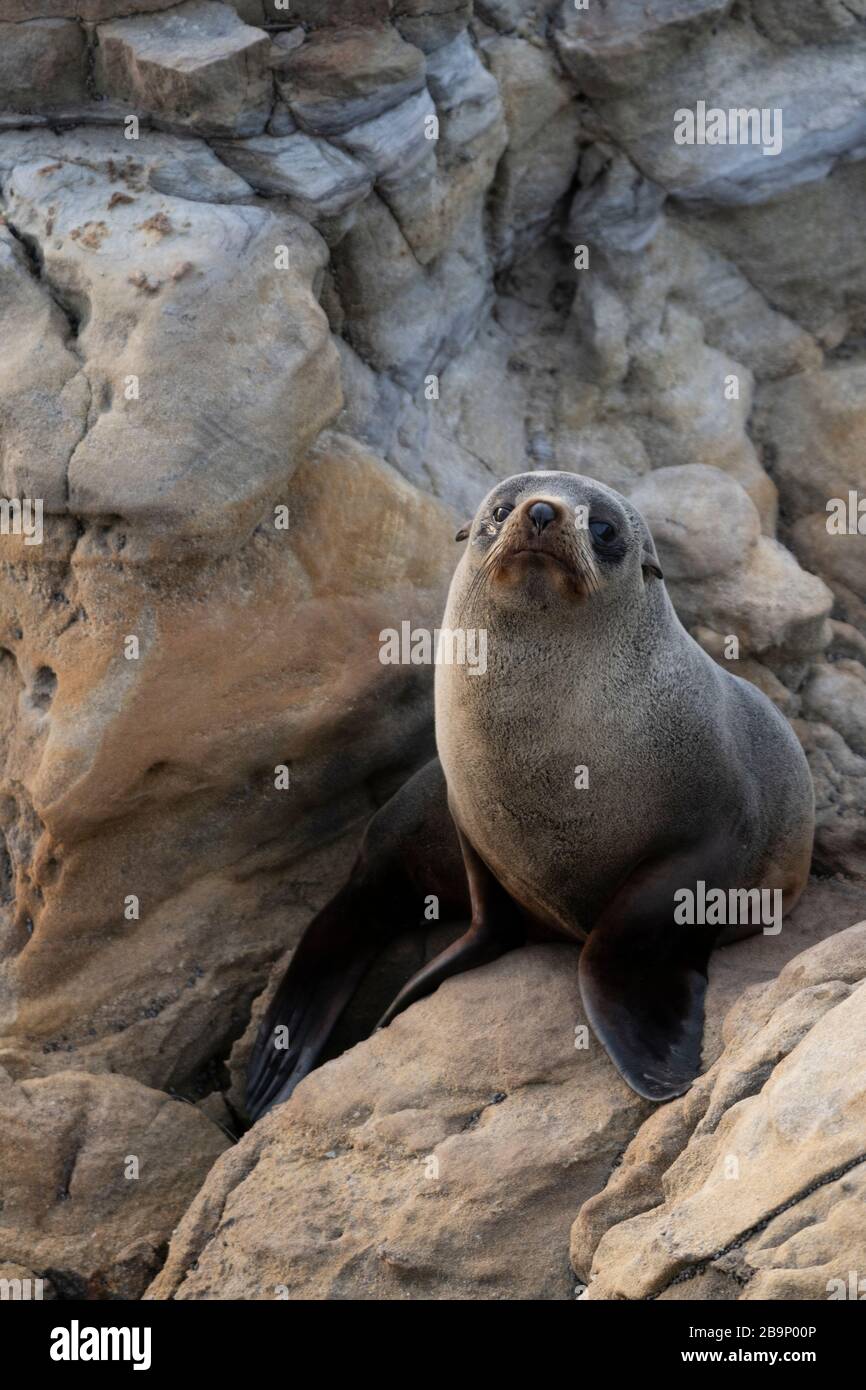 New Zealand fur seal cub active during a cloudy sunrise at Shag Point ...
