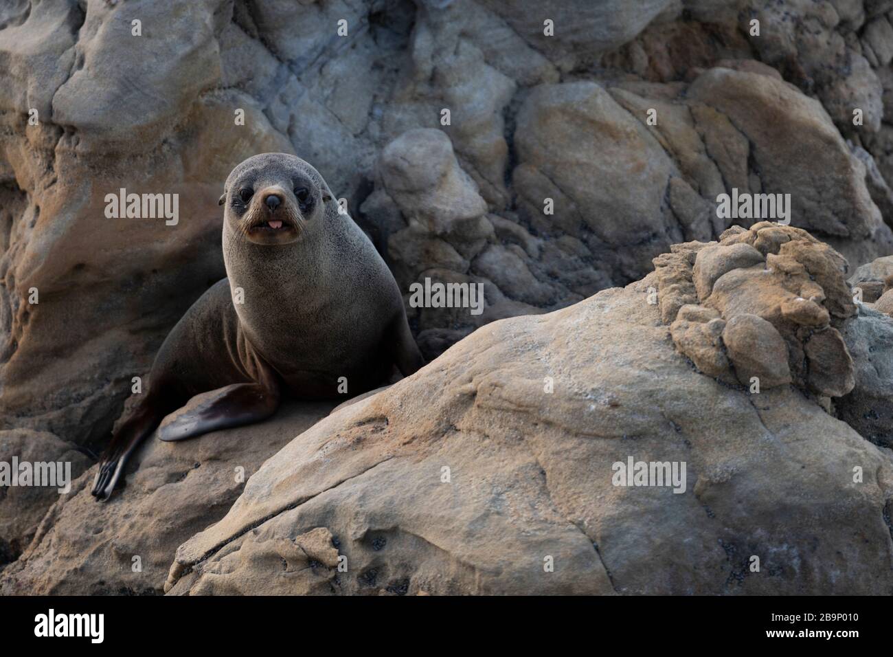 New Zealand fur seal cub active during a cloudy sunrise at Shag Point ...