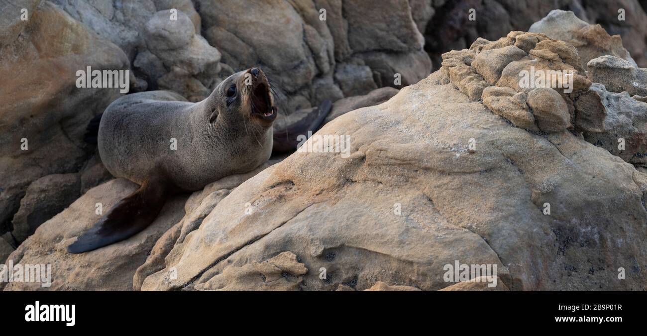 New Zealand fur seal cub yawning during a cloudy sunrise at Shag Point ...