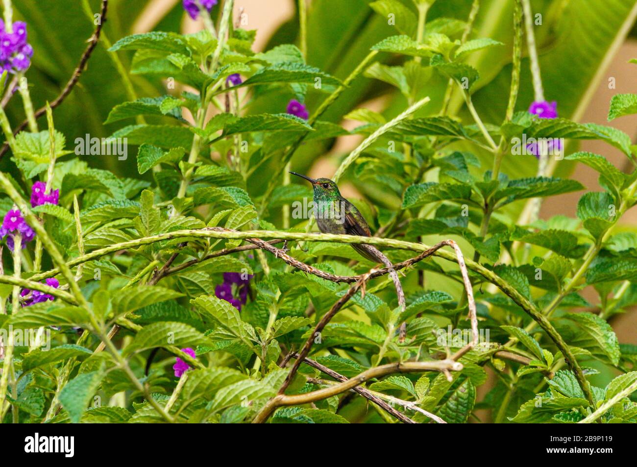 Small green hummingbird resting on a purple flowering plant, in Costa ...