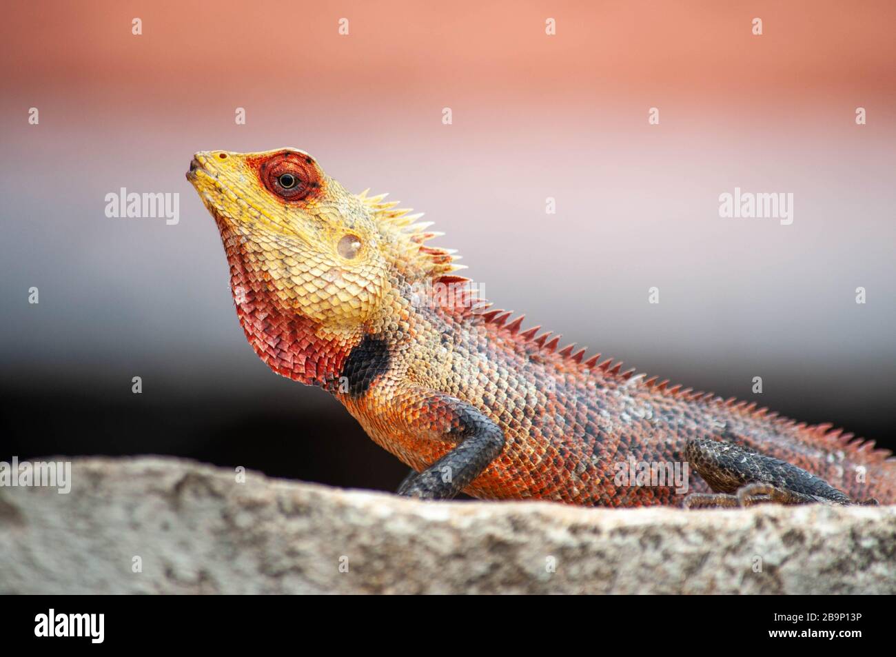 Common green forest Calotes lizard male in Sri Lanka close up Stock ...