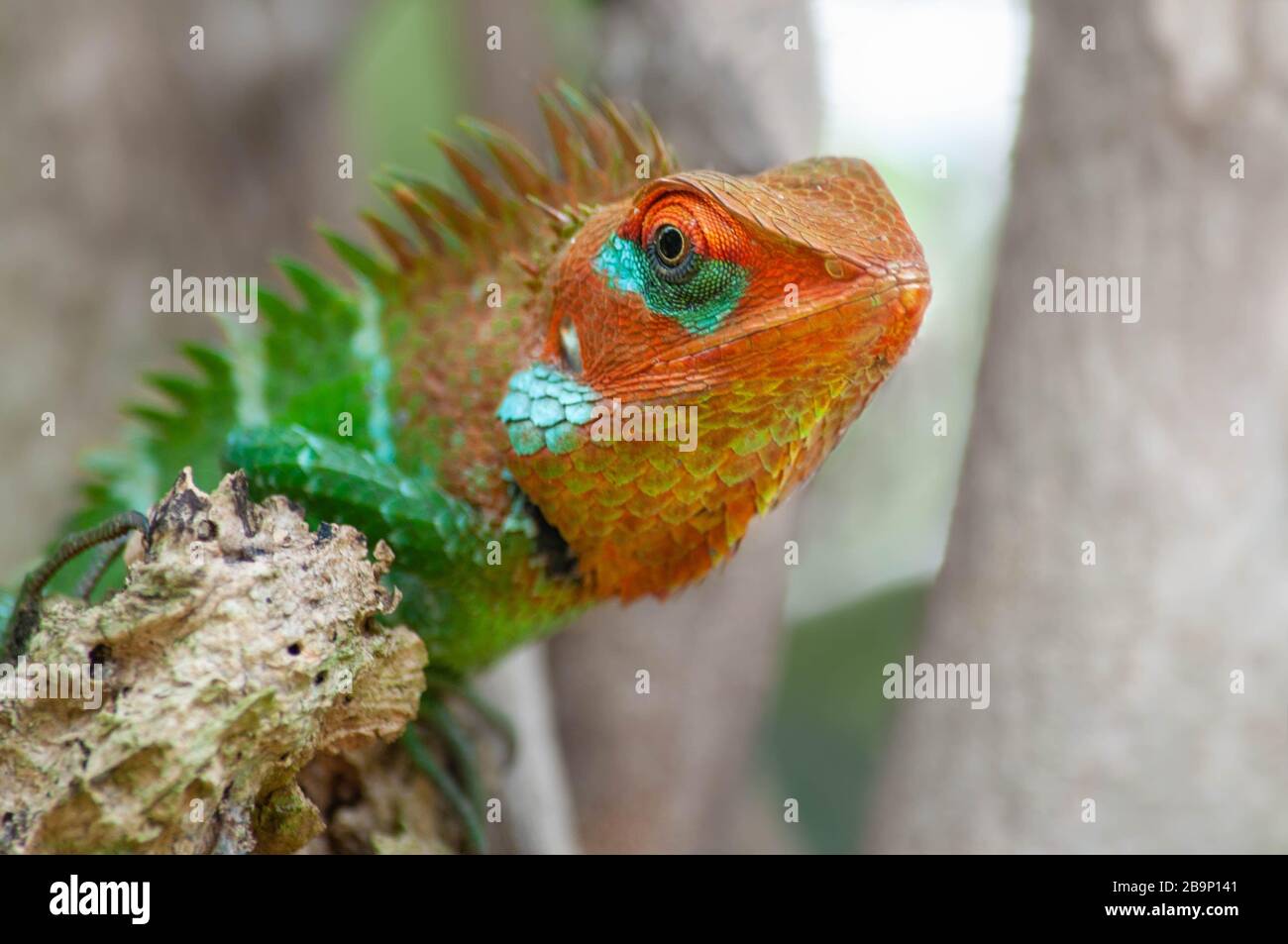 Common green forest Calotes lizard male in Sri Lanka close up Stock ...