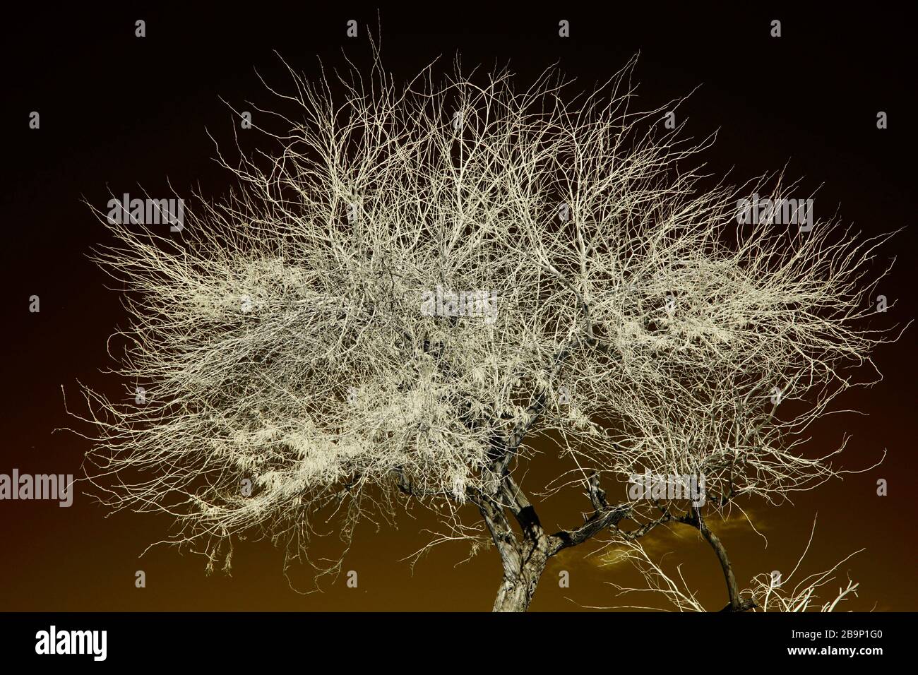 Infrared tree hi-res stock photography and images - Alamy