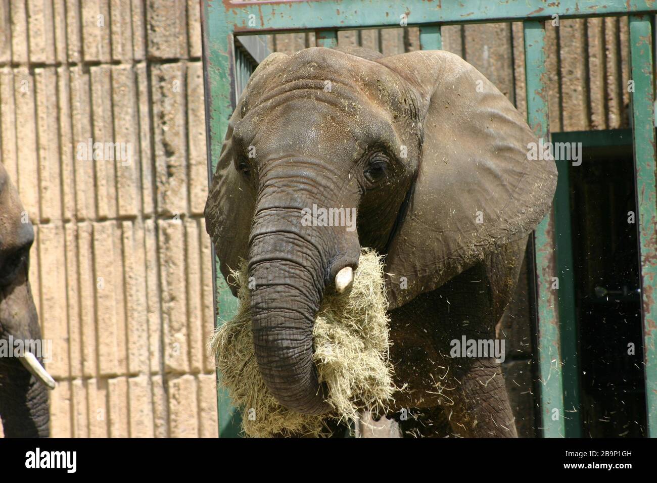 Zoo elephant feeding hay hi-res stock photography and images - Alamy