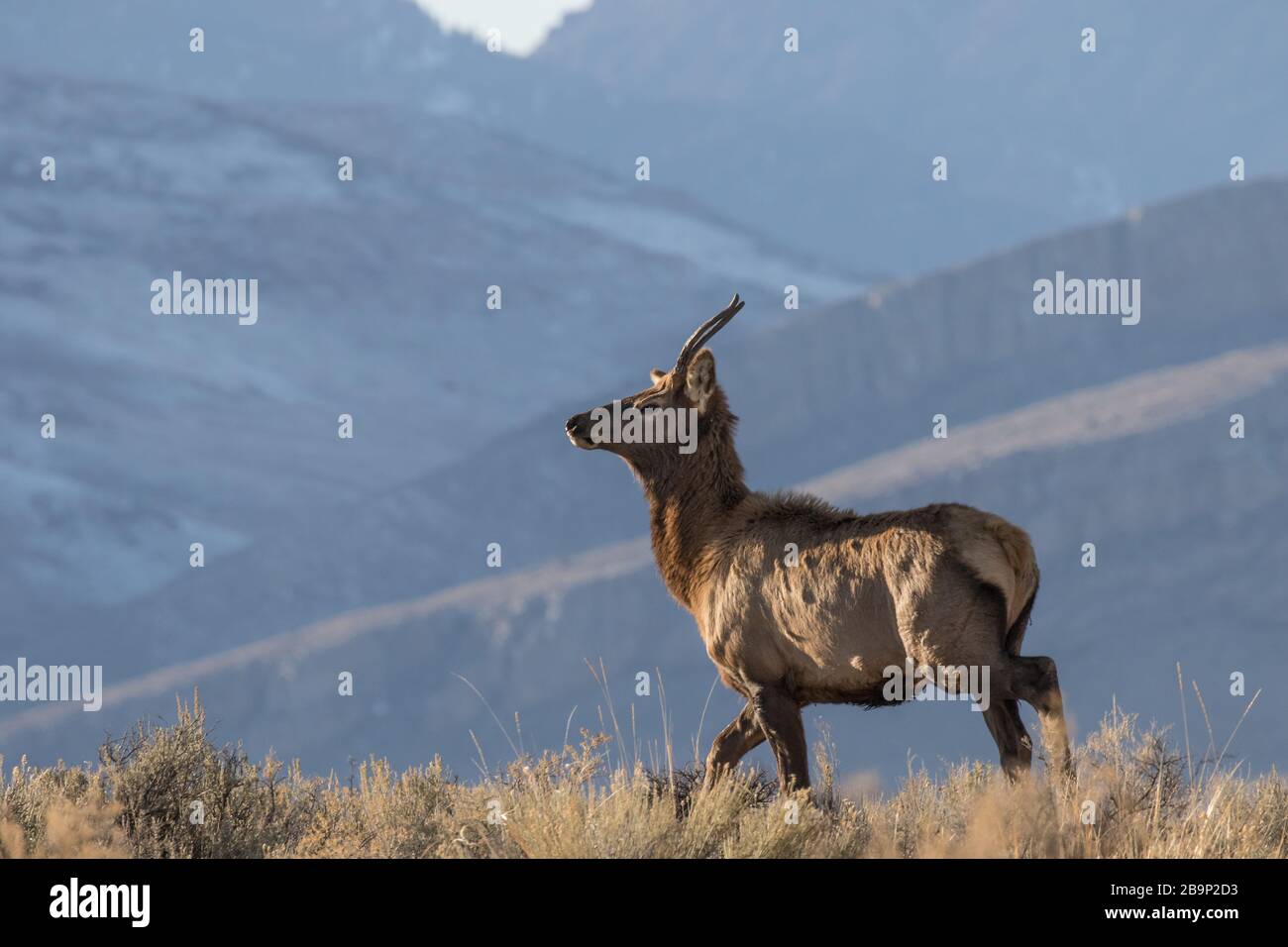 Animal spike hi-res stock photography and images - Alamy