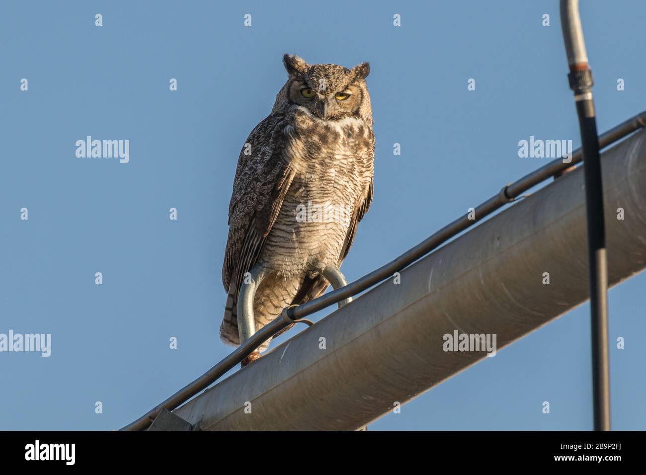 Grey horned owl hi-res stock photography and images - Alamy
