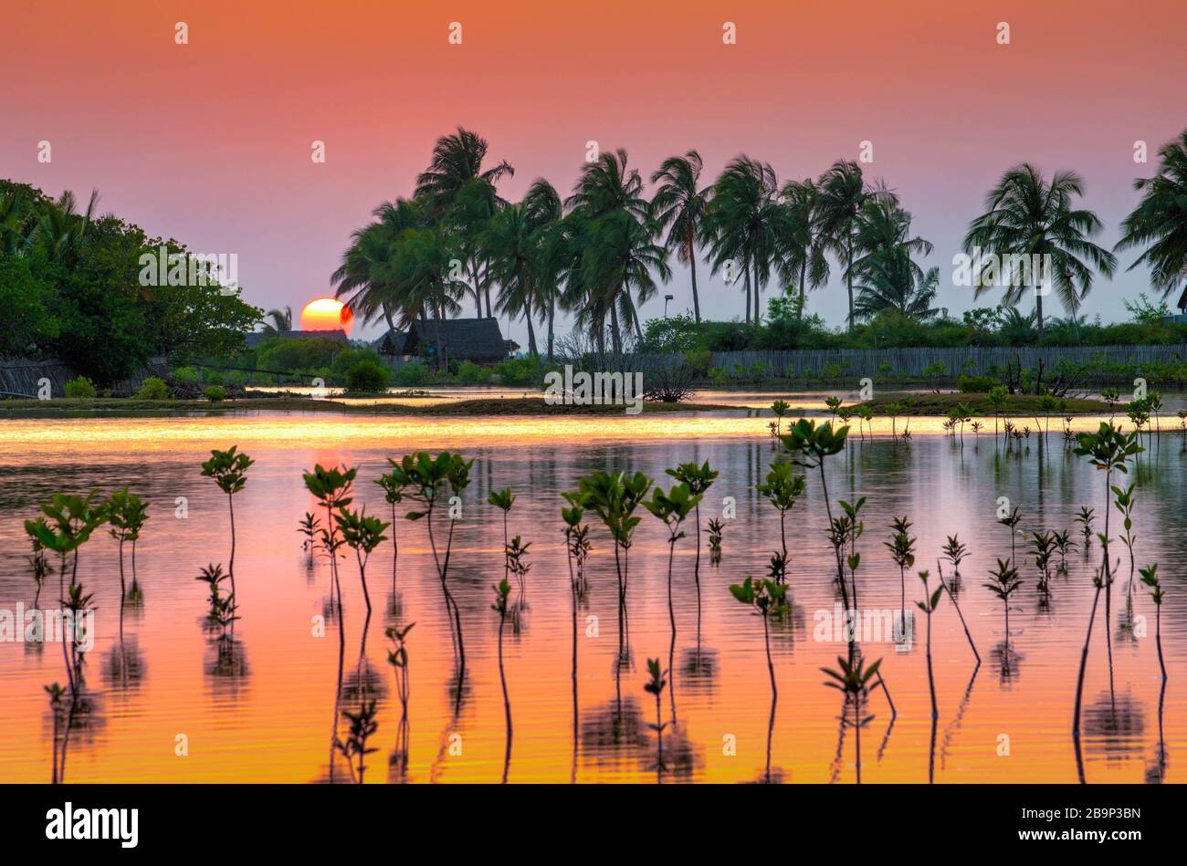Little mangrove trees in the dusk. Tropical sunset Stock Photo - Alamy