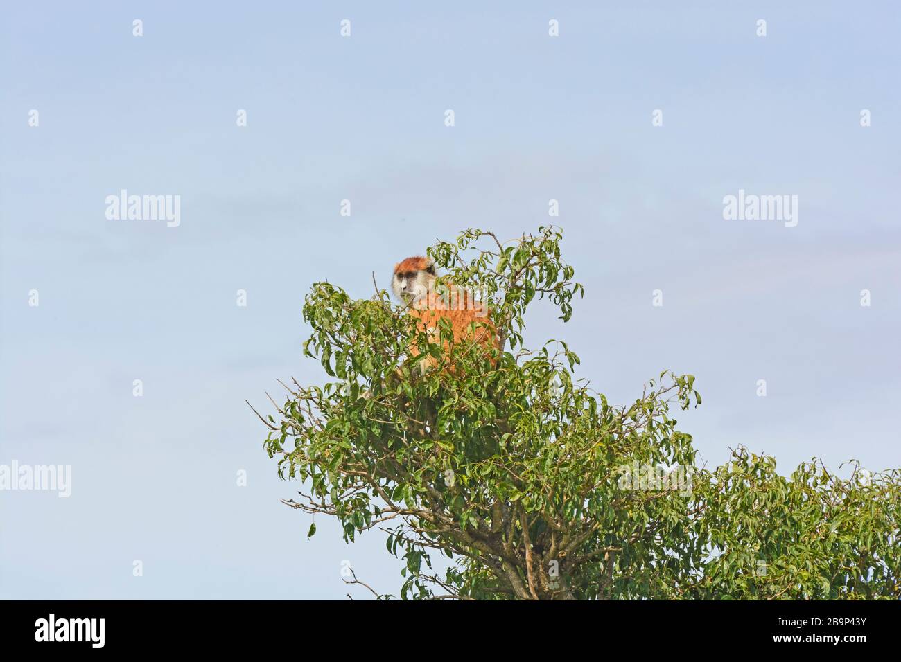 Patas Monkey in a Tree in Murchison Falls National in Uganda Stock ...