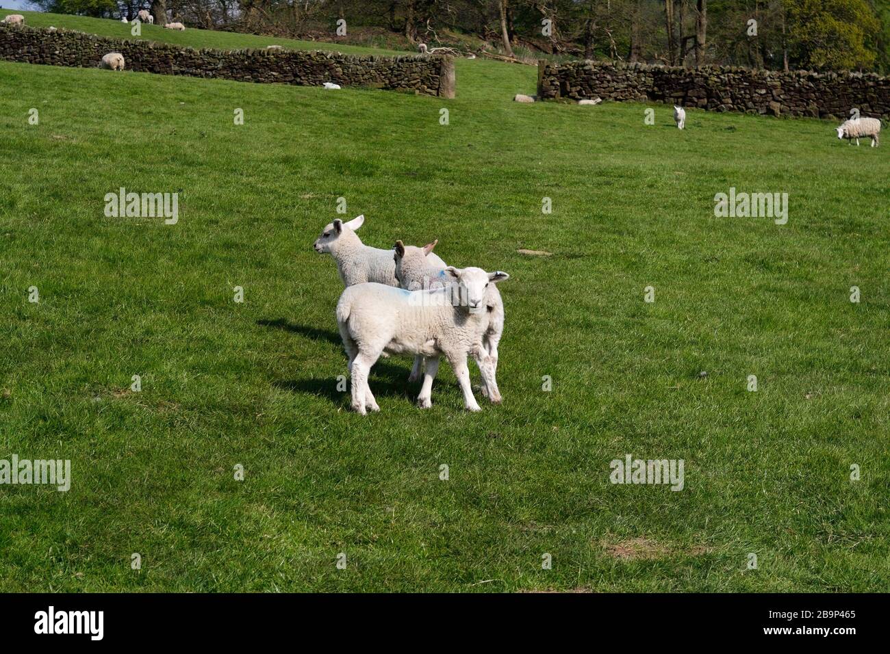 Animals in the peak district hi-res stock photography and images - Alamy