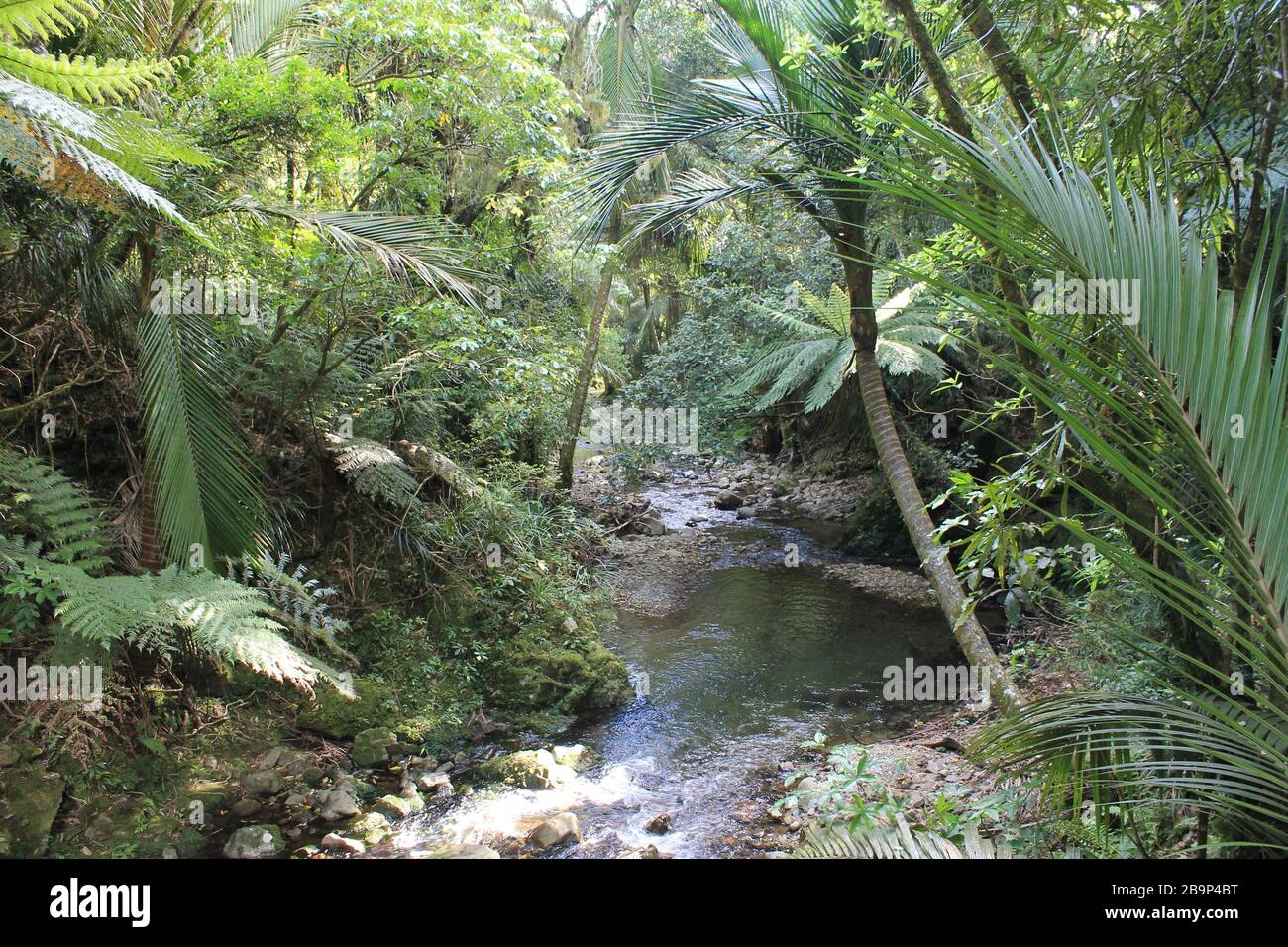 Summer greenery nz hi-res stock photography and images - Alamy