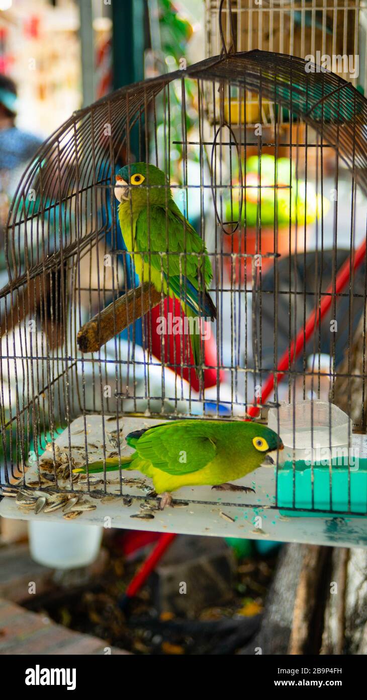 Two Bright Green and Yellow Parakeets in Street Market in Mexico Stock ...