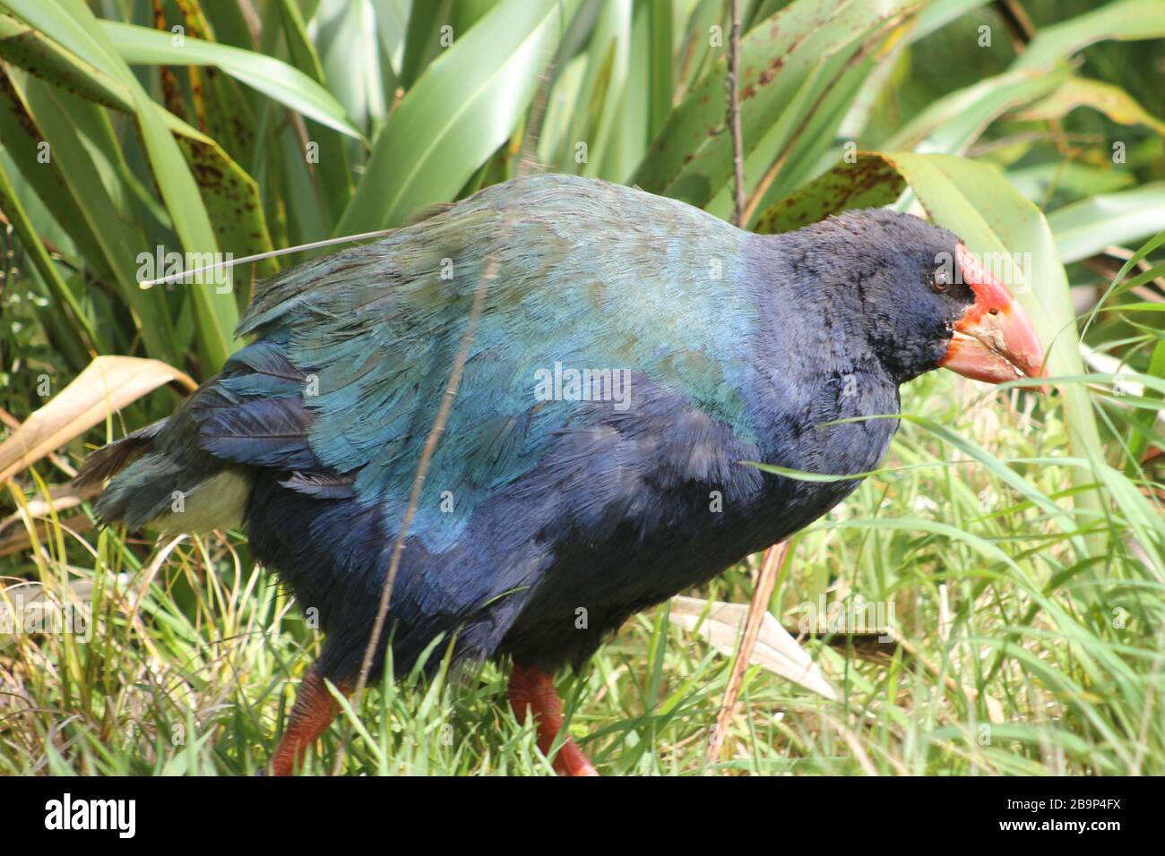Pukeko bird with a red beak in New Zealand Stock Photo - Alamy