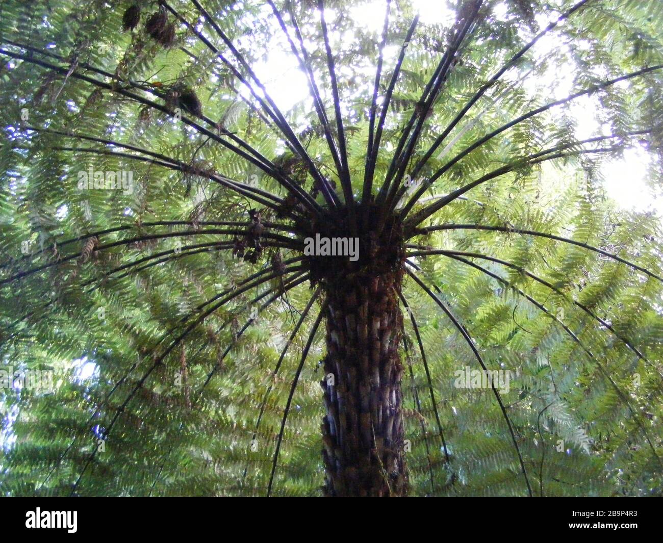 Low angle shot of a Punga tree in a forest in New Zealand Stock Photo ...