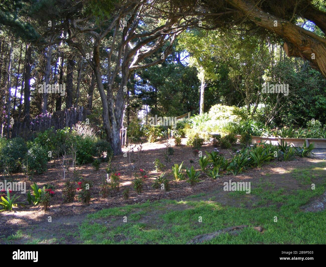 Beautiful garden with green trees in New Zealand Stock Photo - Alamy