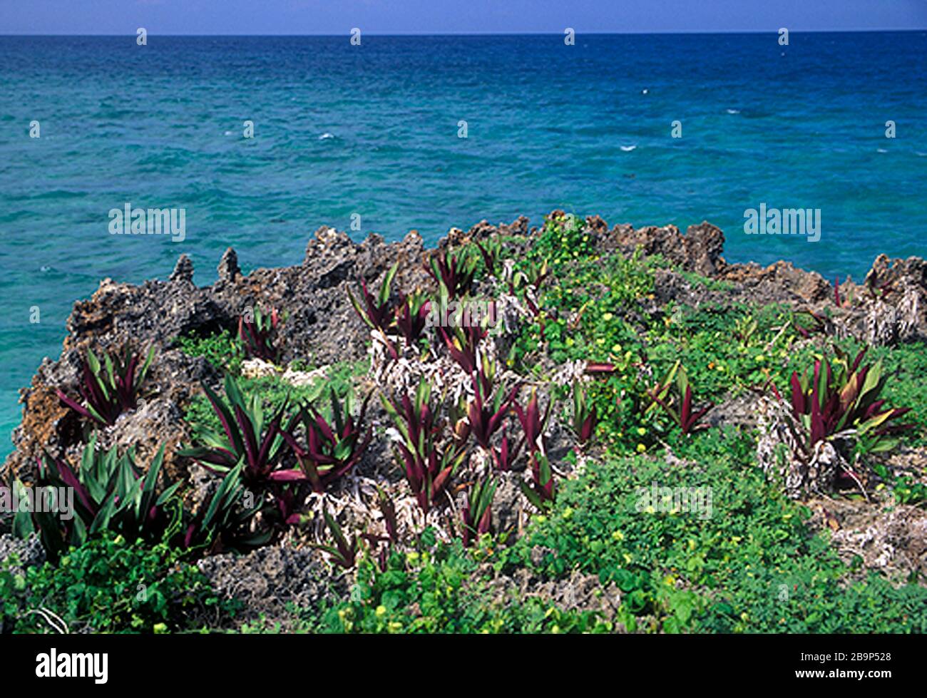 Coral rag with vegetation, Chumbe Island, Tanzania Stock Photo - Alamy