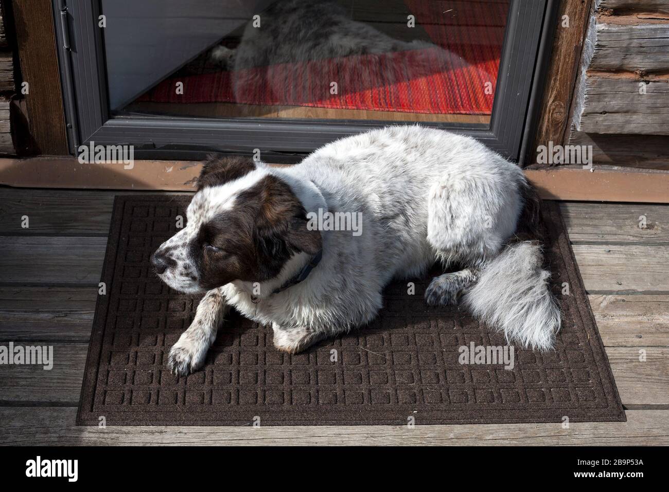 A dog patiently waits for his owner to return Stock Photo - Alamy