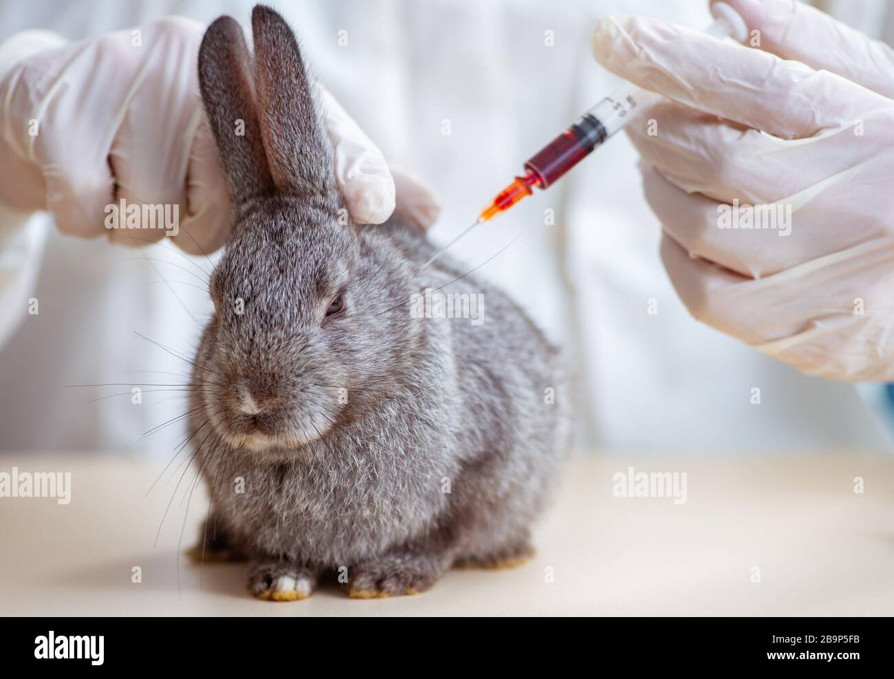 The vet doctor checking up rabbit in his clinic Stock Photo - Alamy