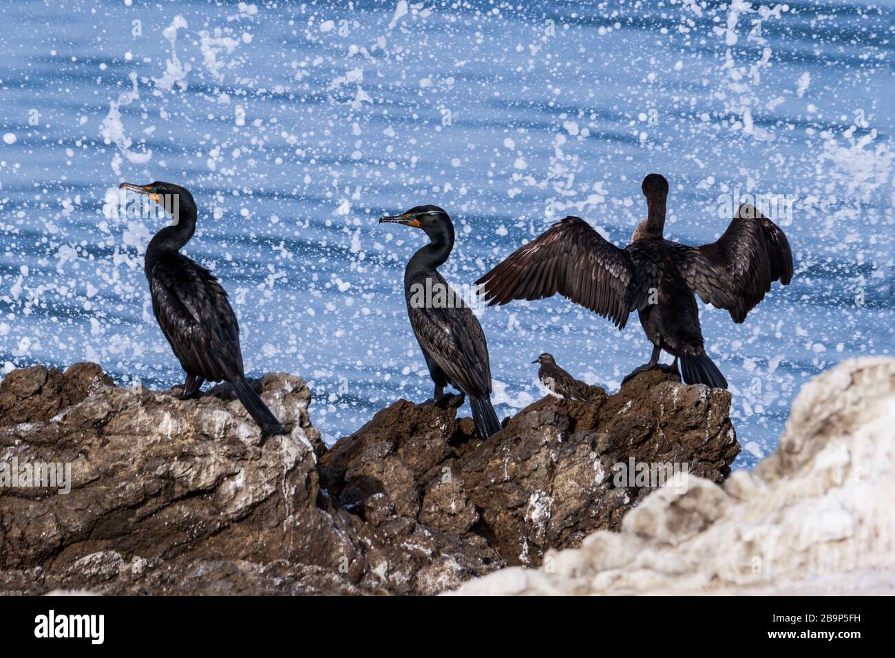 Double Breasted Cormorant High Resolution Stock Photography and Images ...