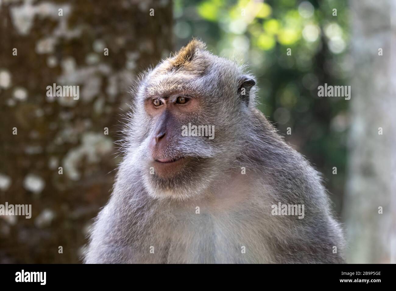 Yellow green monkey hi-res stock photography and images - Alamy