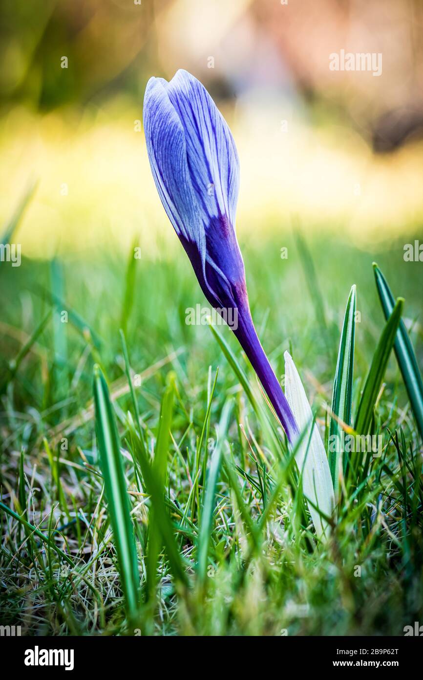 Vertical closeup of a crocus surrounded by greenery under the sunlight ...
