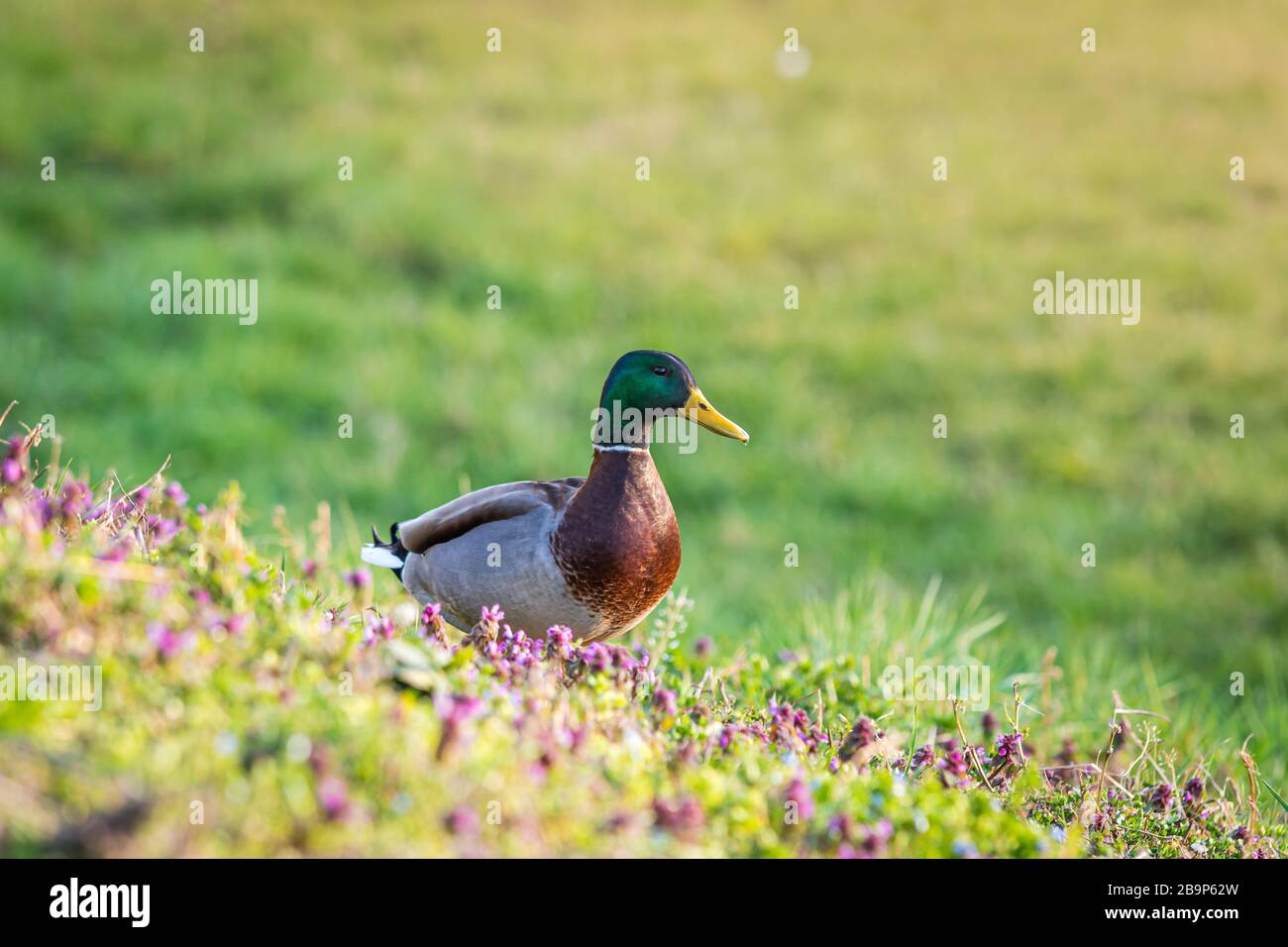 Mallard surrounded by flowers and greenery in a field under the ...