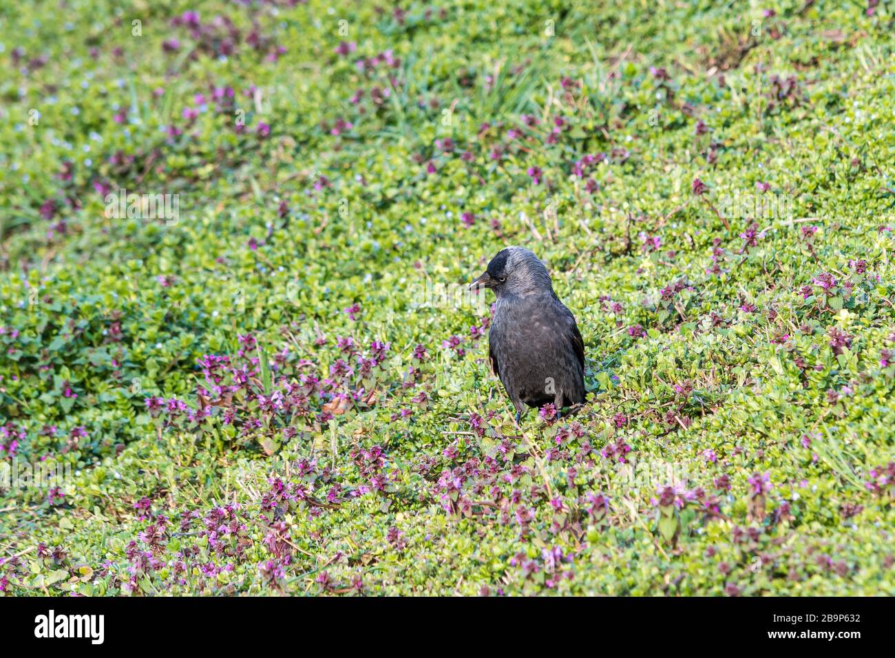 Western jackdaw in a field surrounded by flowers and grass under the ...