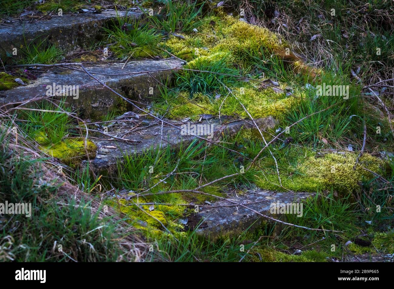 Stair step mosses hi-res stock photography and images - Alamy