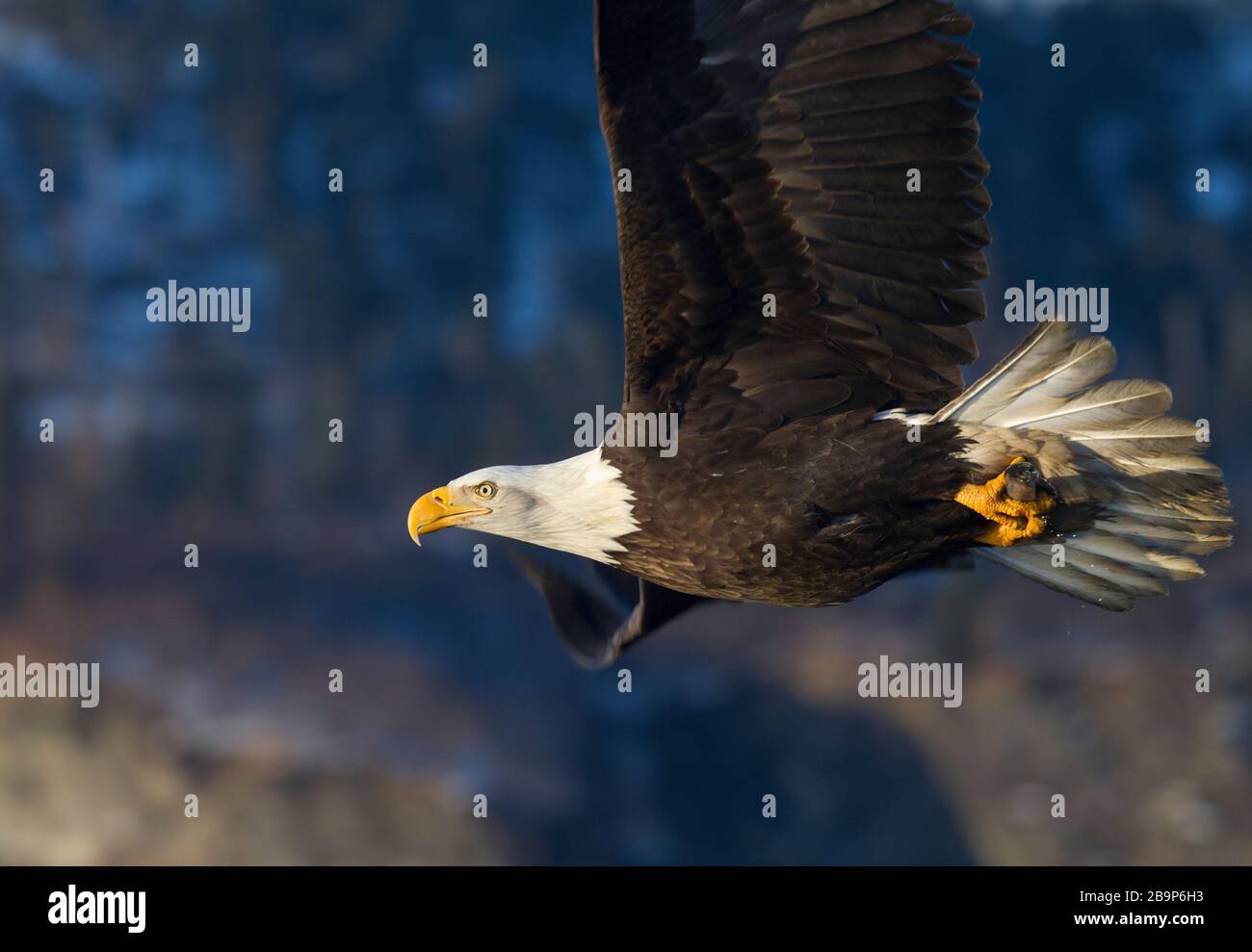 Bald eagle in flight extreme closeup hi-res stock photography and ...