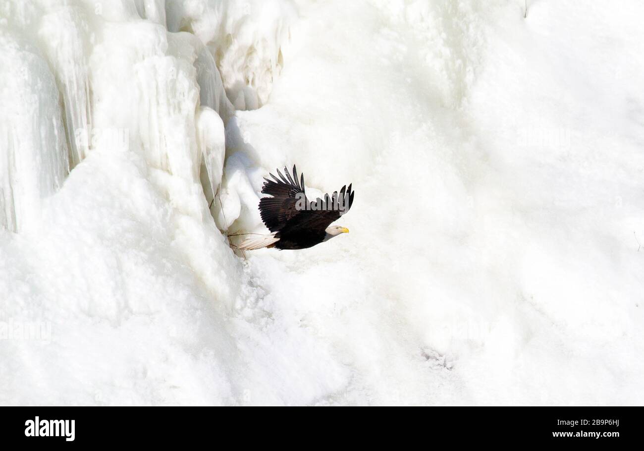 Bald Eagle Adult Flying Across a Frozen Waterfall Stock Photo - Alamy