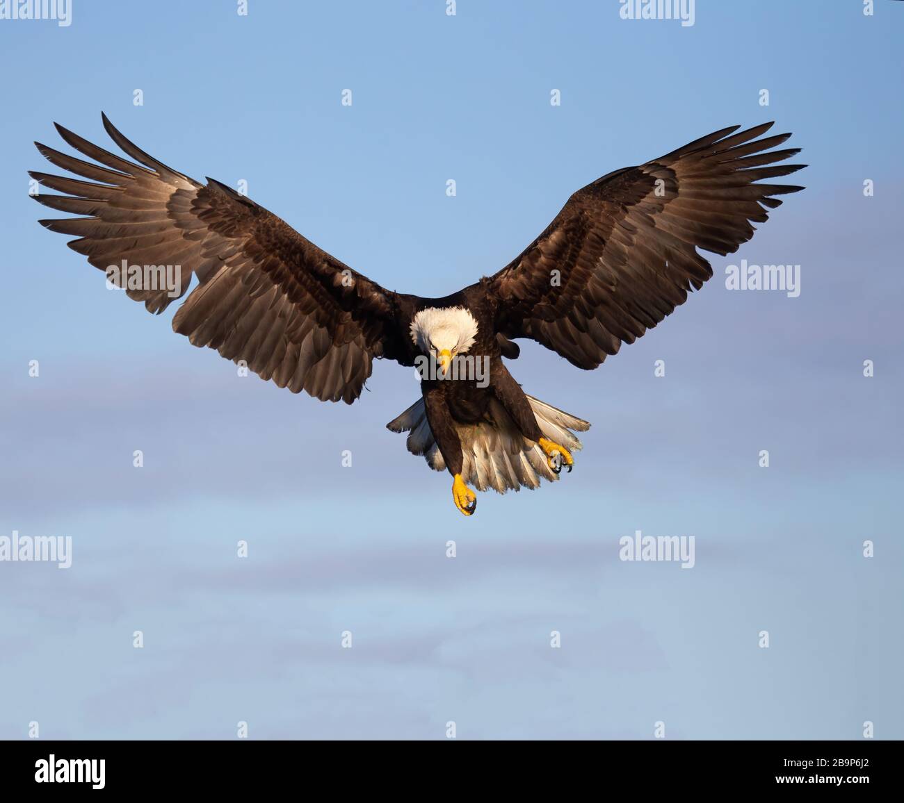 Legs extended hi-res stock photography and images - Alamy