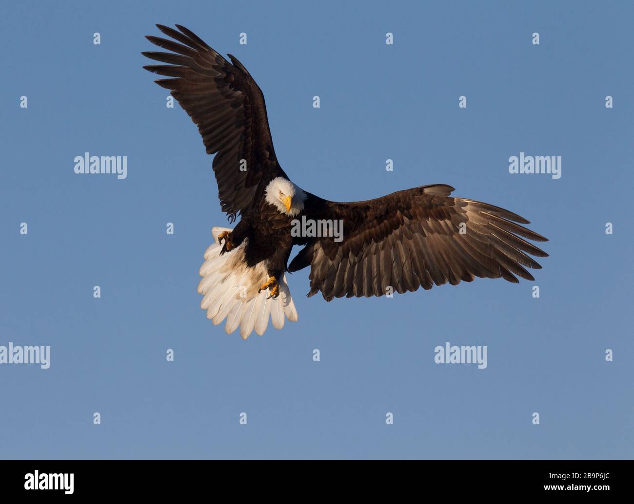 Bald Eagle Adult Hovering with Legs and wings extended Stock Photo - Alamy