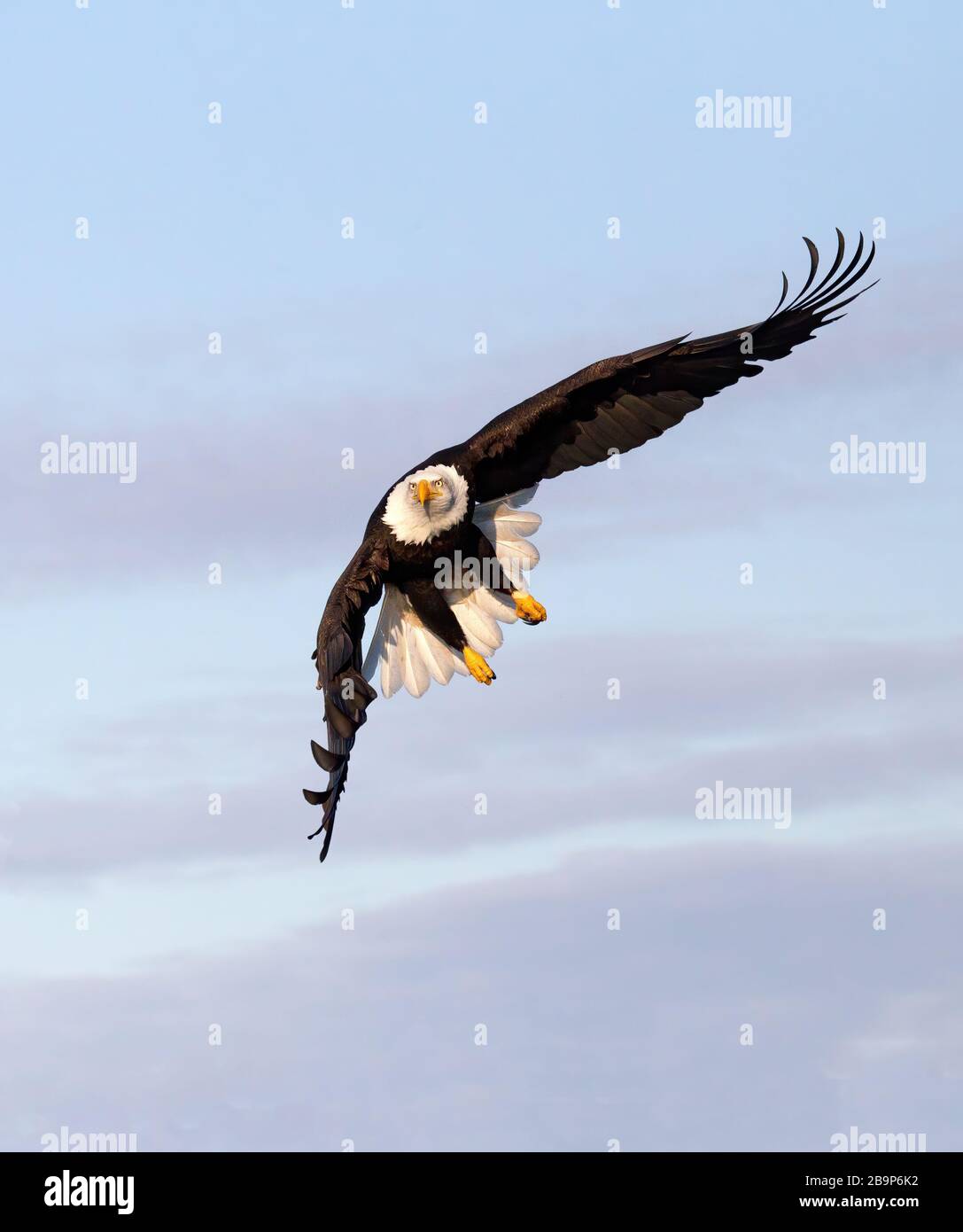 Bsld Eagle Adult in Flight Looking at Camera Stock Photo - Alamy