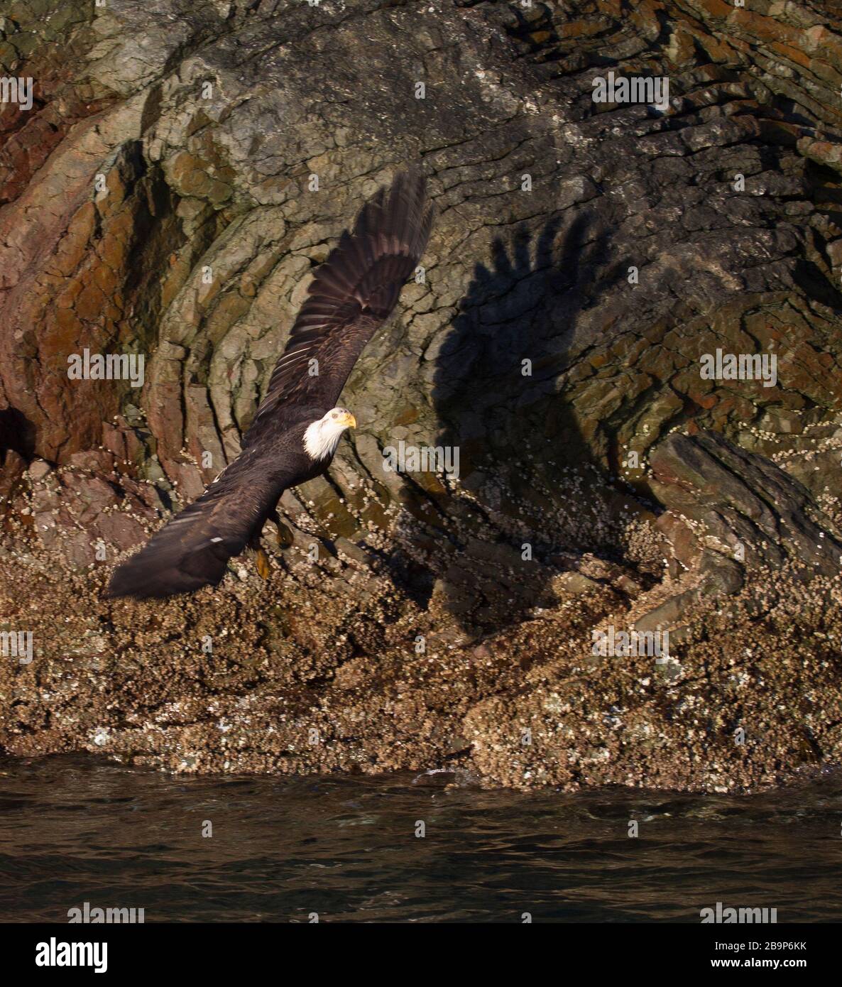 Bald Eagle in Flight with Shadow on Cave Wall Stock Photo - Alamy