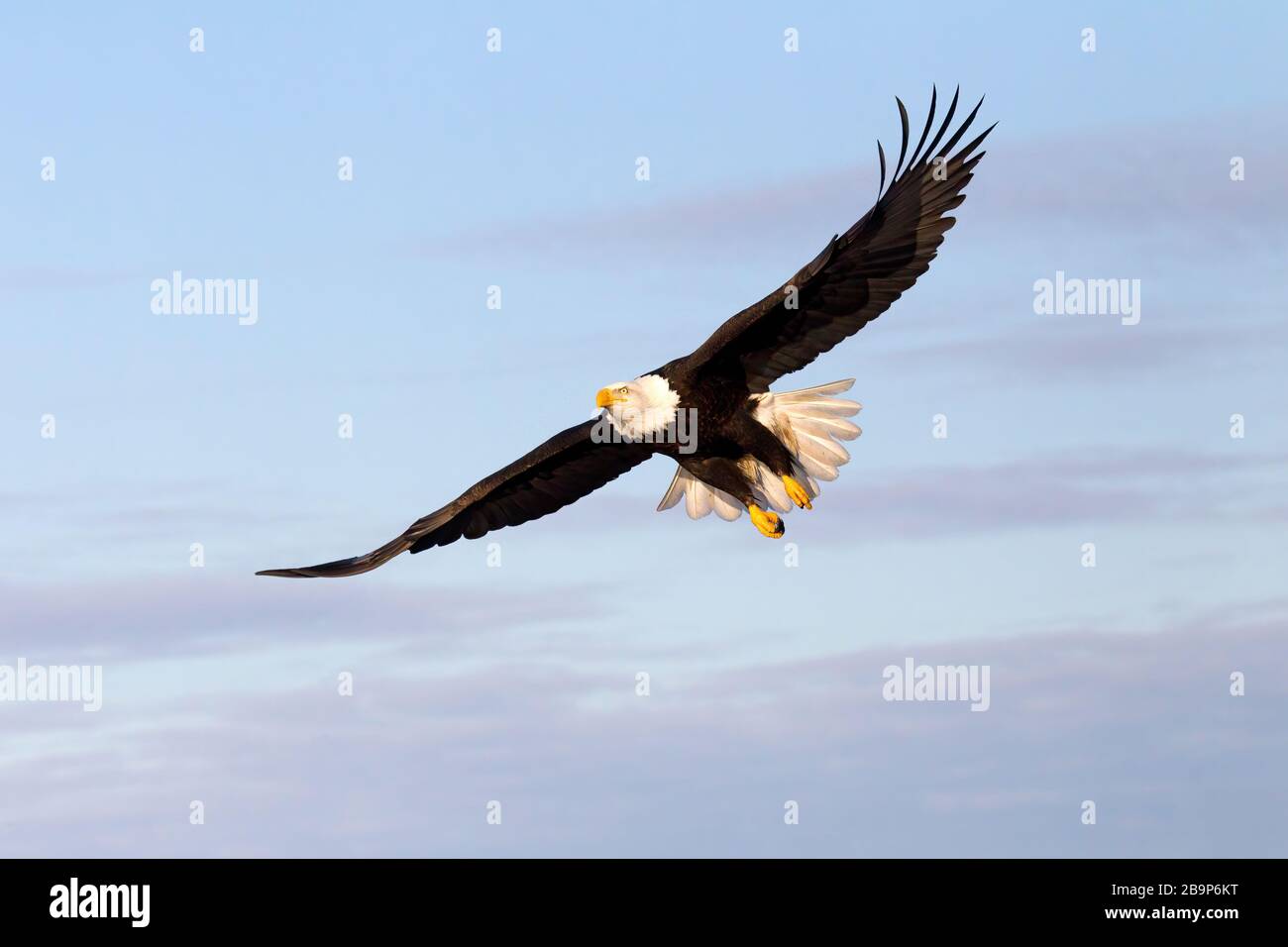 Flight wings hi-res stock photography and images - Alamy
