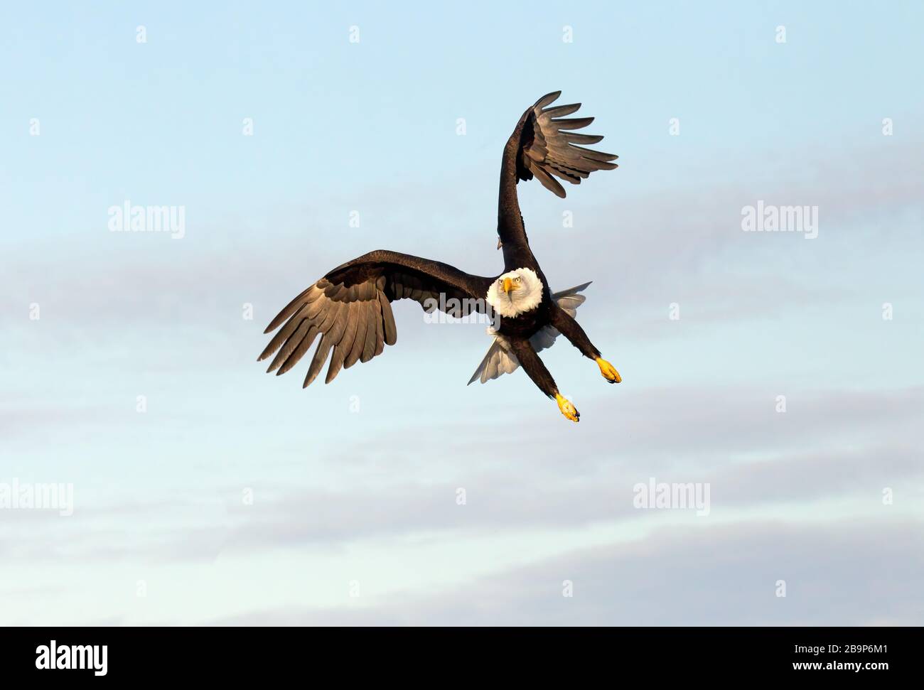 Bald Eagle Adult Hovering with Legs and Wings extended Stock Photo - Alamy