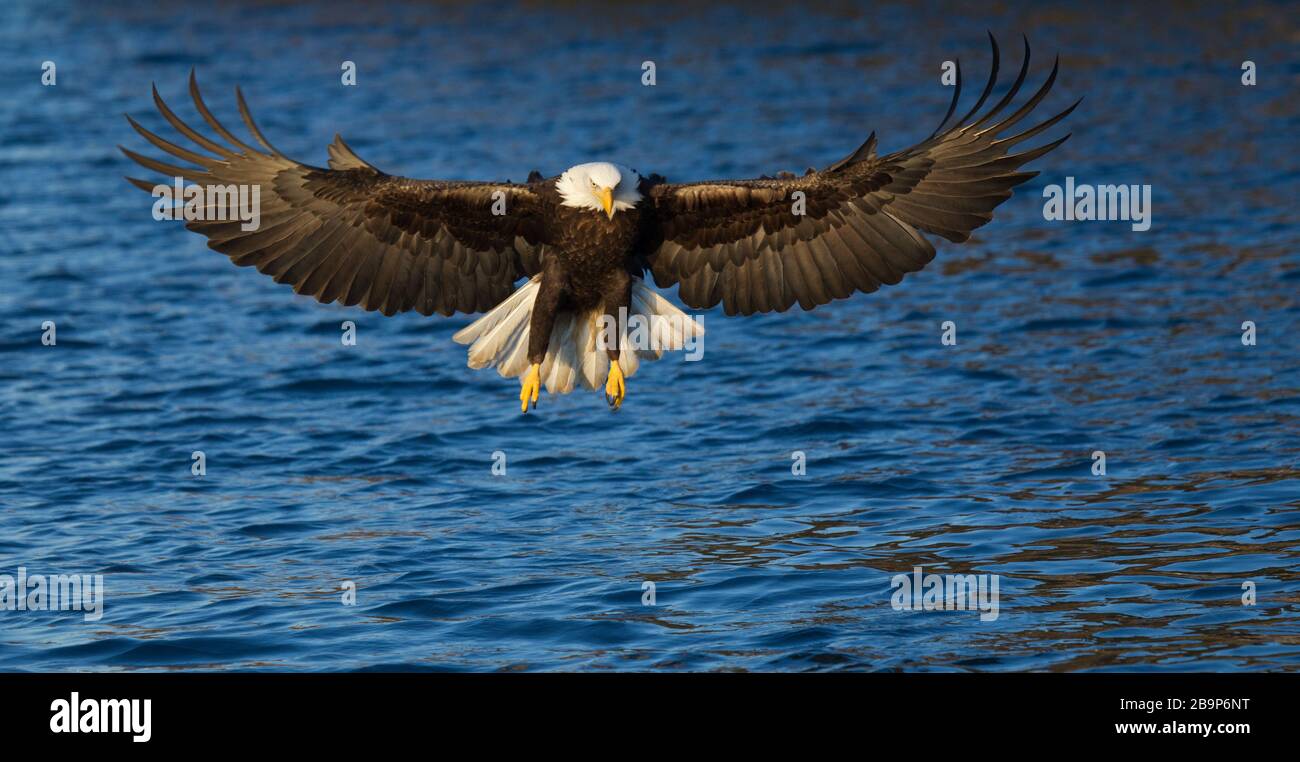 Bald Eagle Adult Legs and Wings Extended Gliding to Camera Stock Photo ...