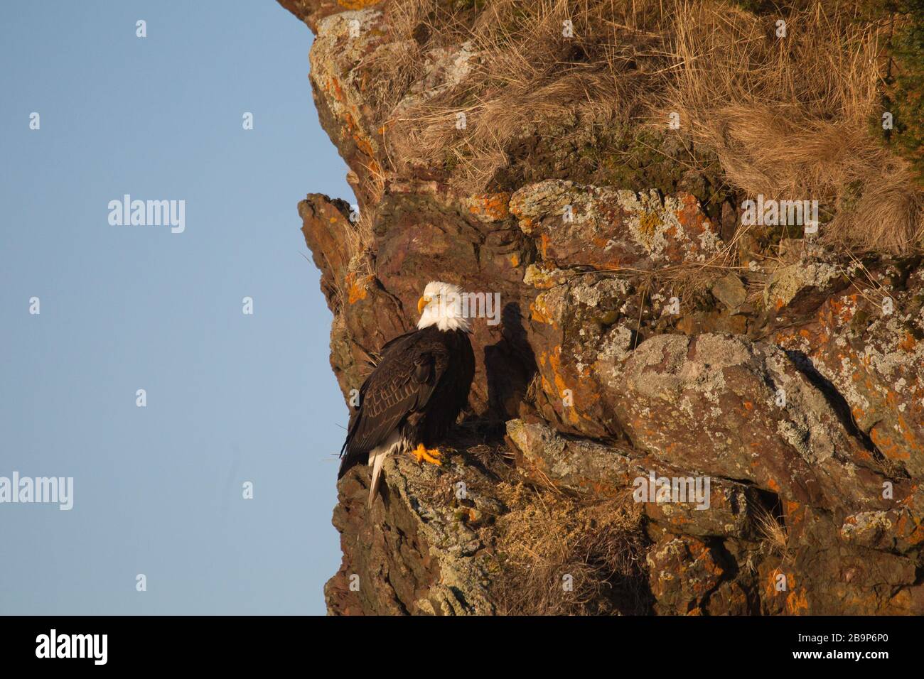 Very colorful eagle hi-res stock photography and images - Alamy