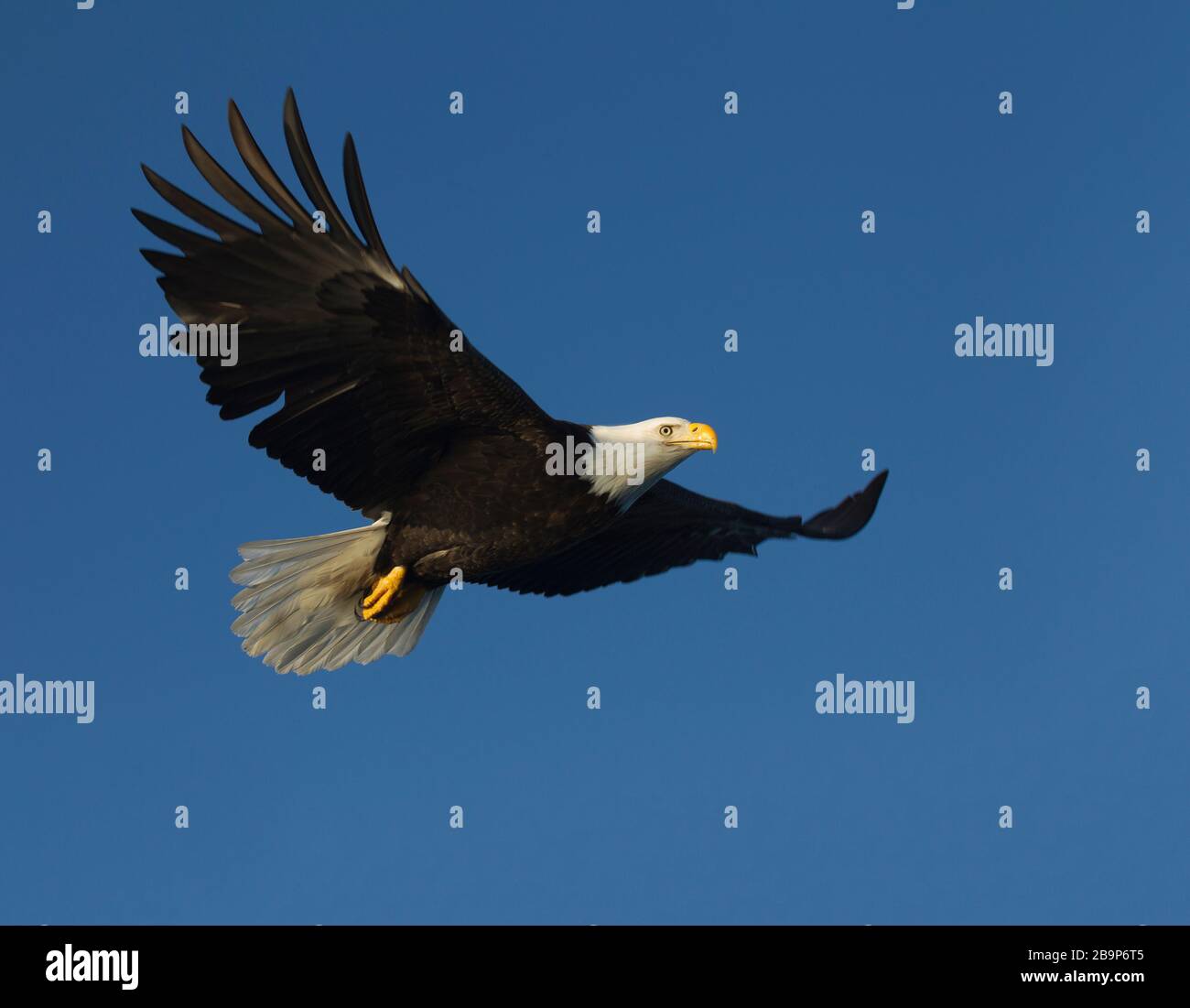 Bald Eagle Adult Soaring Upward Stock Photo - Alamy