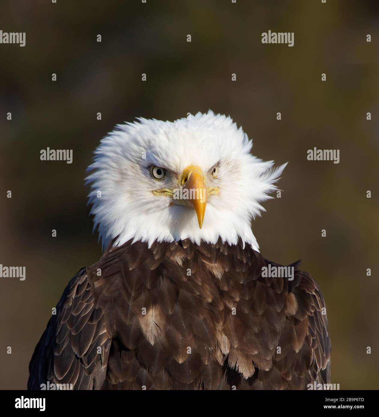 Eagle stare hi-res stock photography and images - Alamy