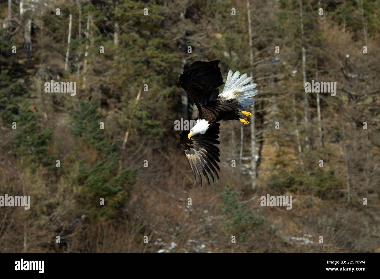 Swooping hi-res stock photography and images - Alamy